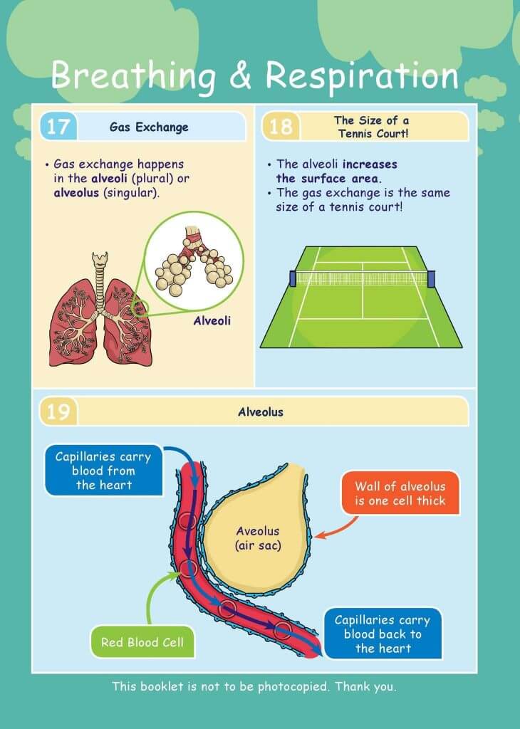 Breathing & Respiration KS3 Biology | Resources For Dyslexics