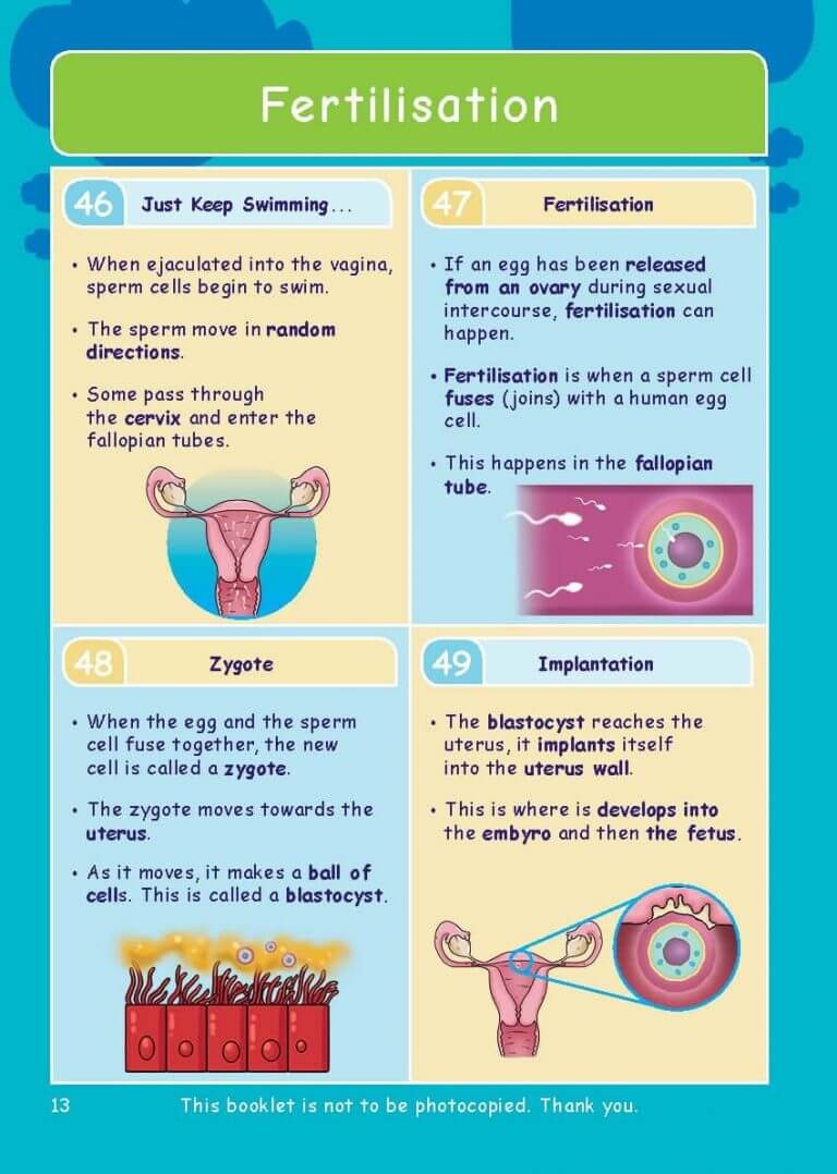 CE KS3 Biology: Puberty & Reproduction | Resources For Dyslexics