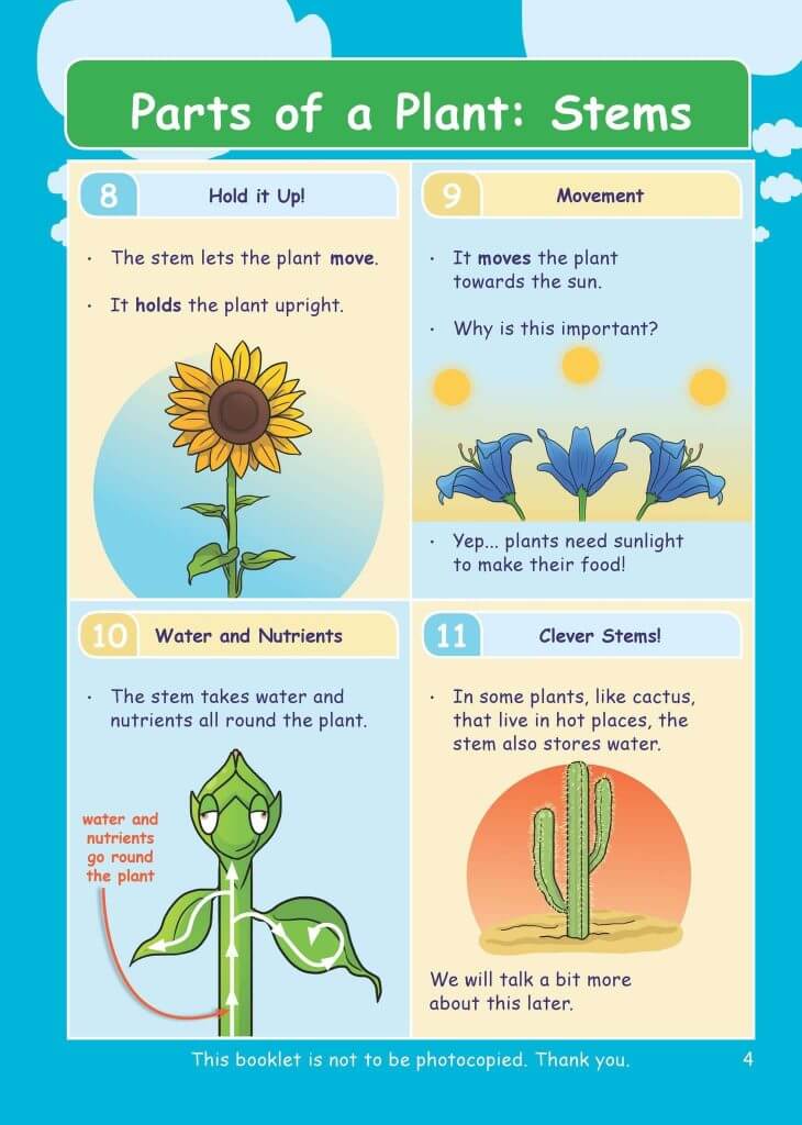 KS2 Biology: Plant Growth & Lifecycles | Resources For Dyslexics