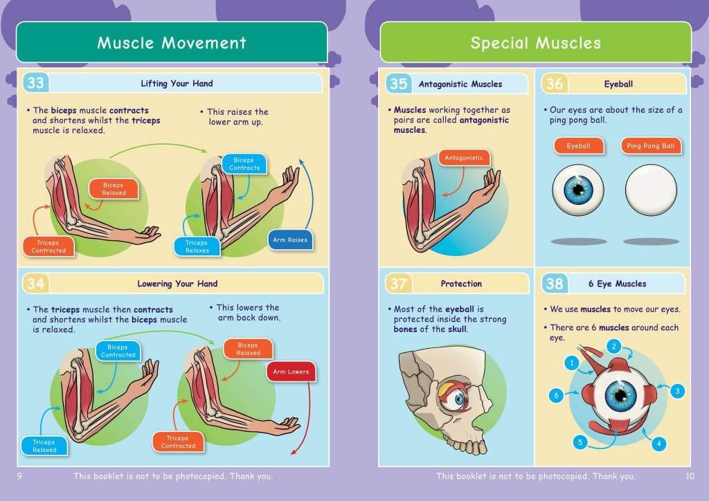 CE KS3 Biology: Skeletons & Muscles. | Resources For Dyslexics