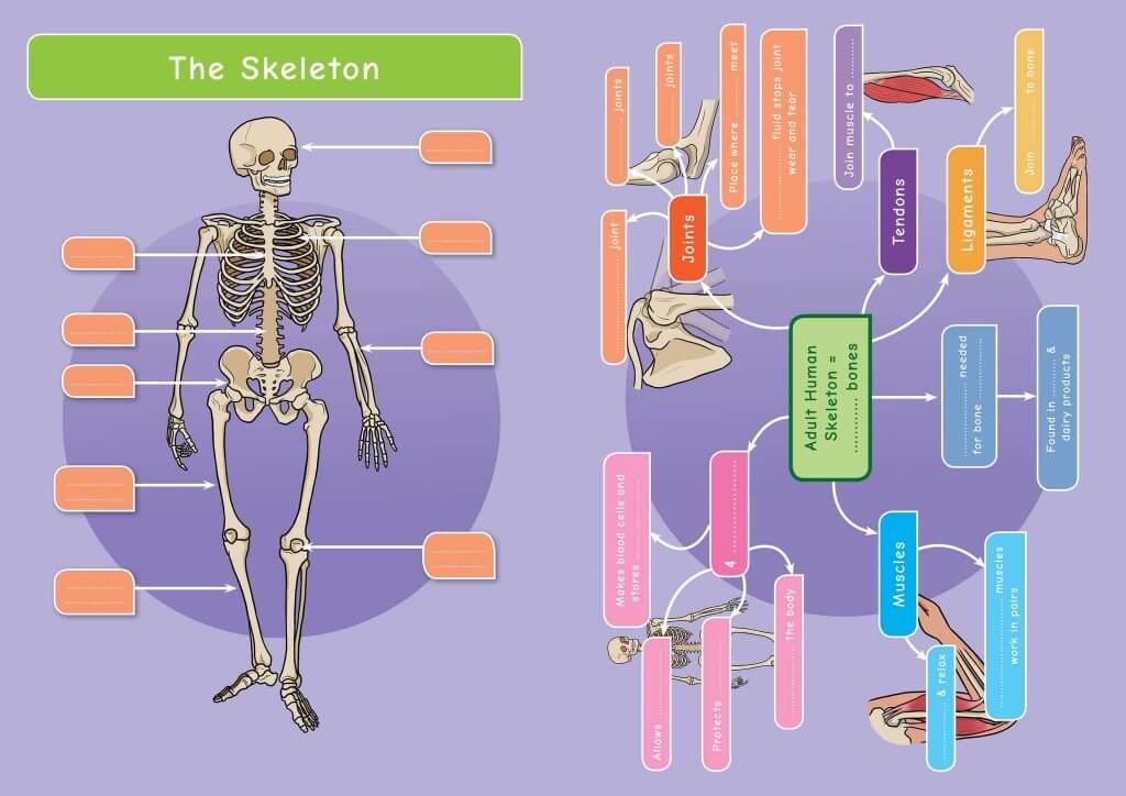 CE KS3 Biology: Skeletons & Muscles. | Resources For Dyslexics