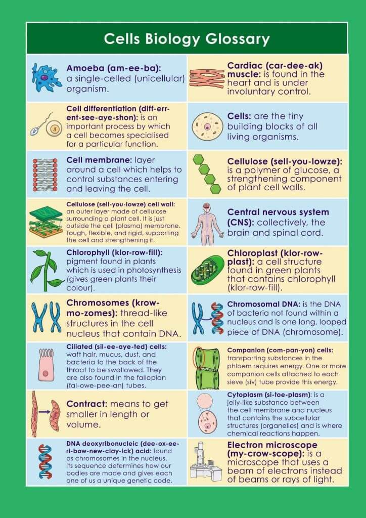 KS4/GCSE Biology | Cell Biology Pack | Resources For Dyslexics