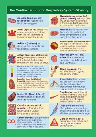 KS4/GCSE Biology | Cardiovascular and Respiratory Systems Pack ...