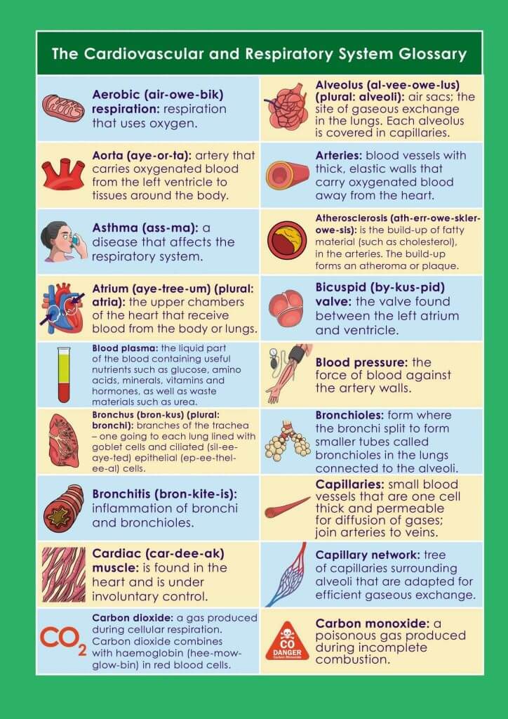 KS4/GCSE Biology | Cardiovascular and Respiratory Systems Pack ...