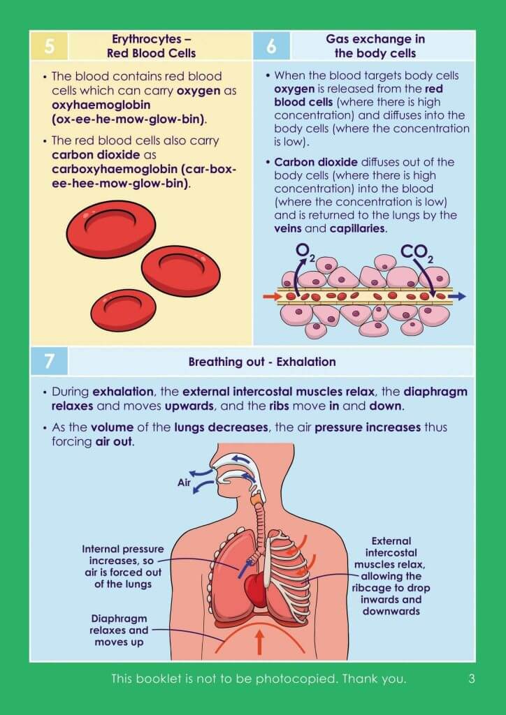 KS4/GCSE Biology | Cardiovascular and Respiratory Systems Pack ...