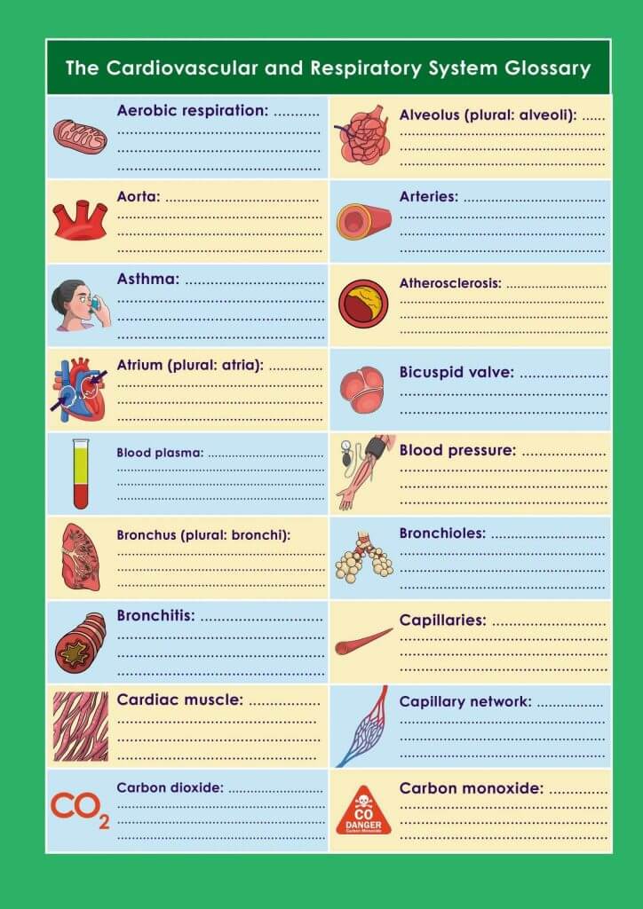 KS4/GCSE Biology | Cardiovascular and Respiratory Systems Pack ...